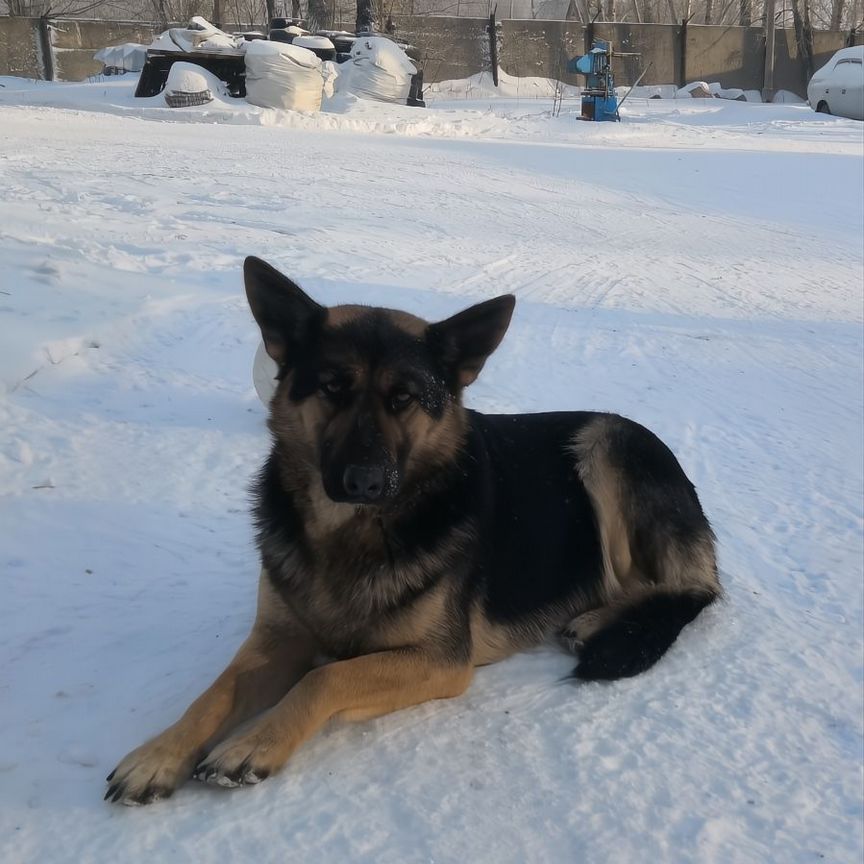 Немецкая овчарка, взрослая собака