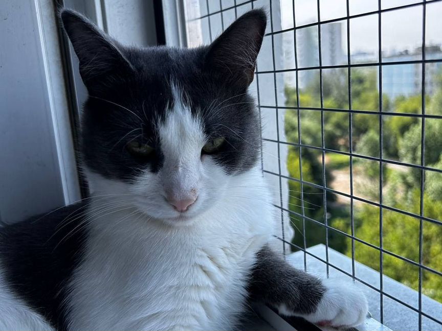 Сетка на окна антикошка