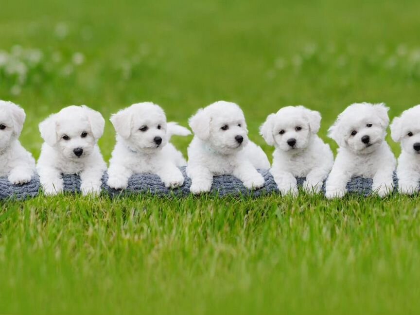 Щенки бишон фризе