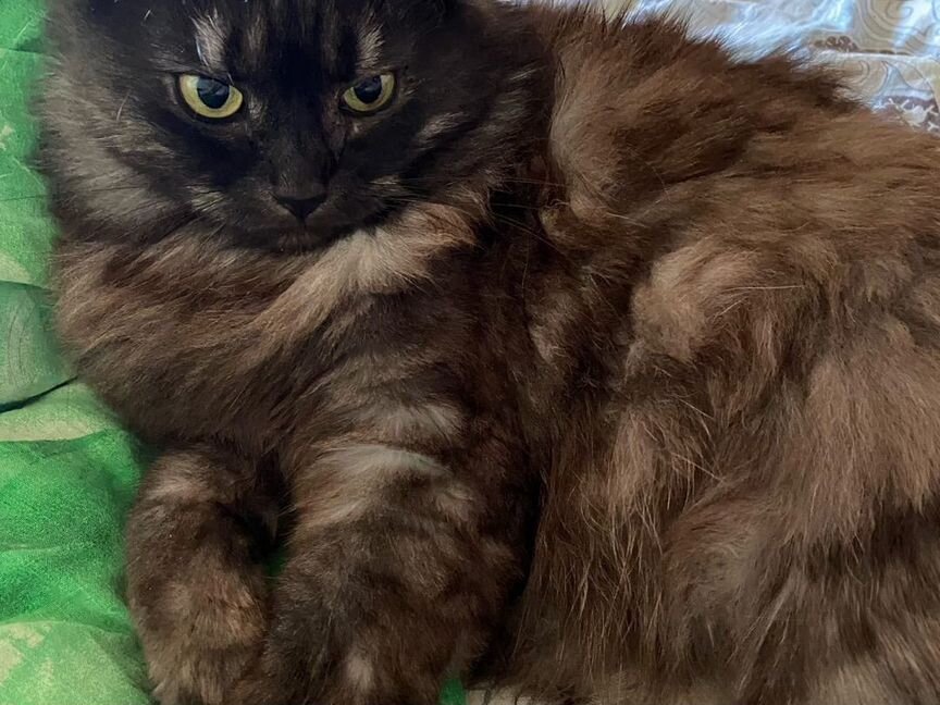 Кошка в дар, бесплатно