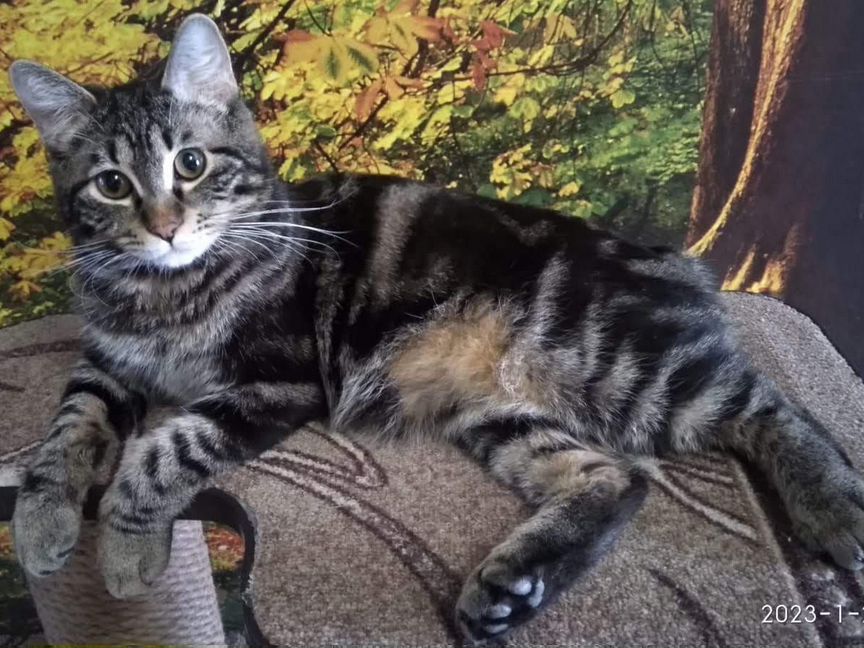 Кошки курильский бобтейл