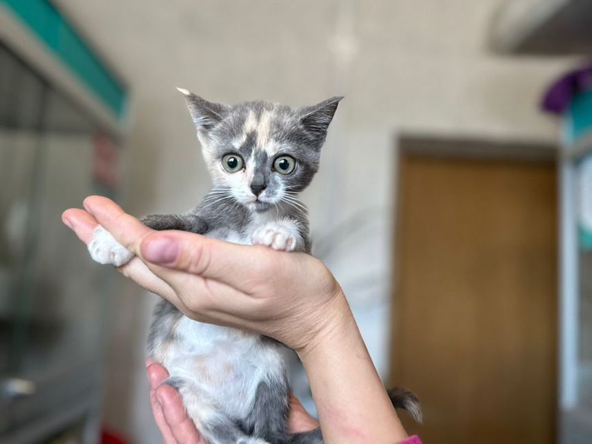 Крошка Лейла. Котенок. Приют Некрасовка