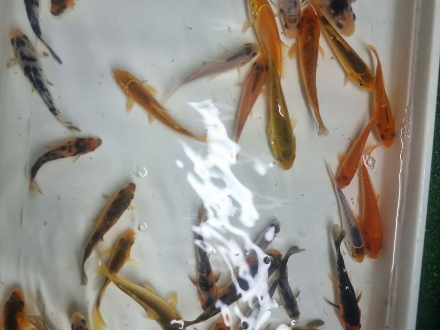 Карп кои для пруда