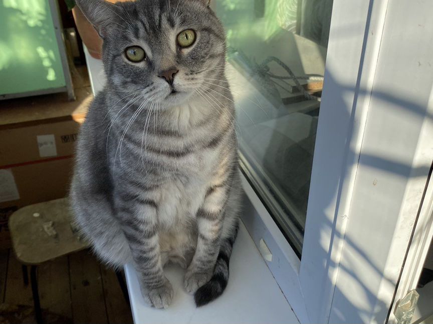 Кот британской породы, 12 лет, кастрированный