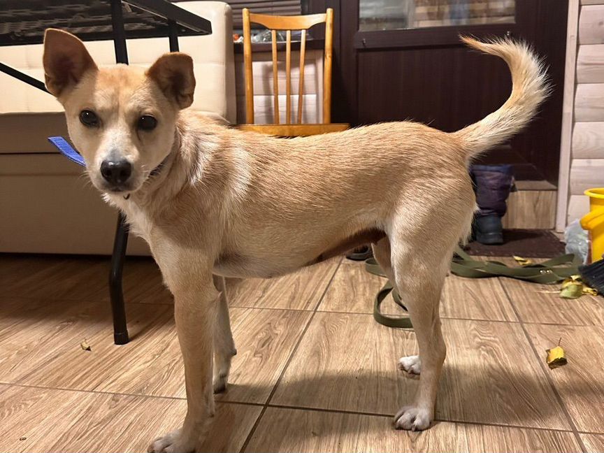 Мелкопородистая собака в добрые руки