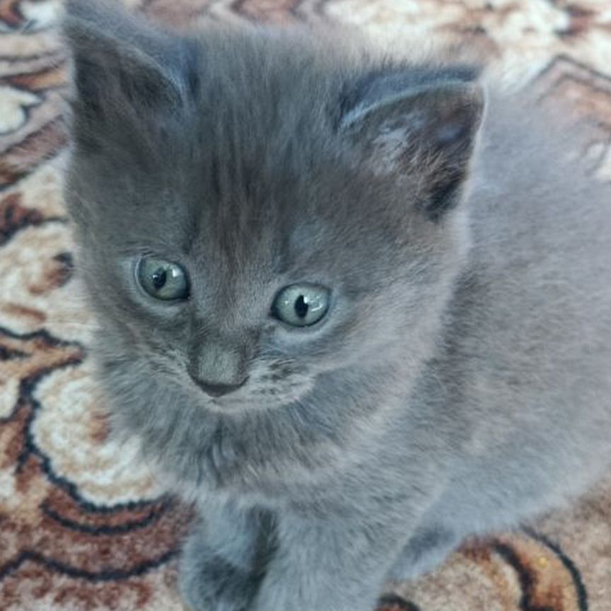 Котята