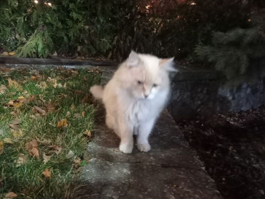 Кошка потеряшка