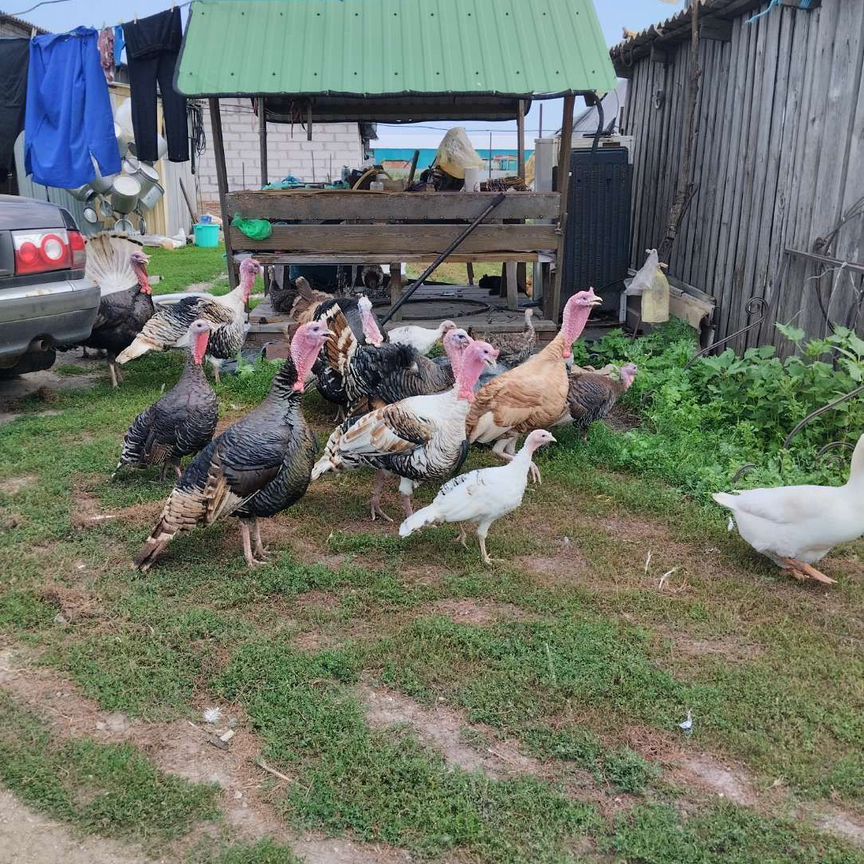 Индюки домашнее