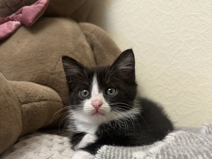 Очаровательный котенок в поисках дома