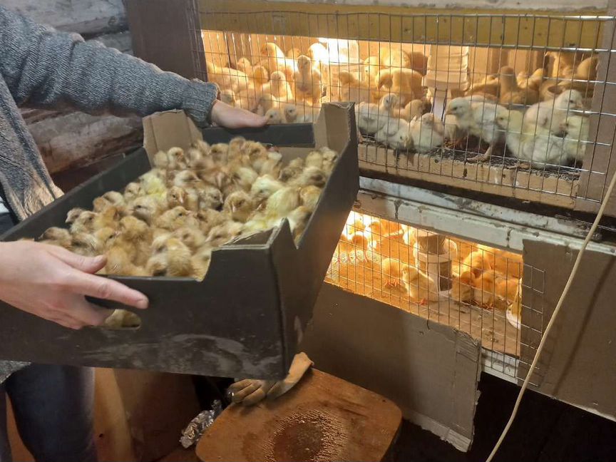 Цыплята кобб500т