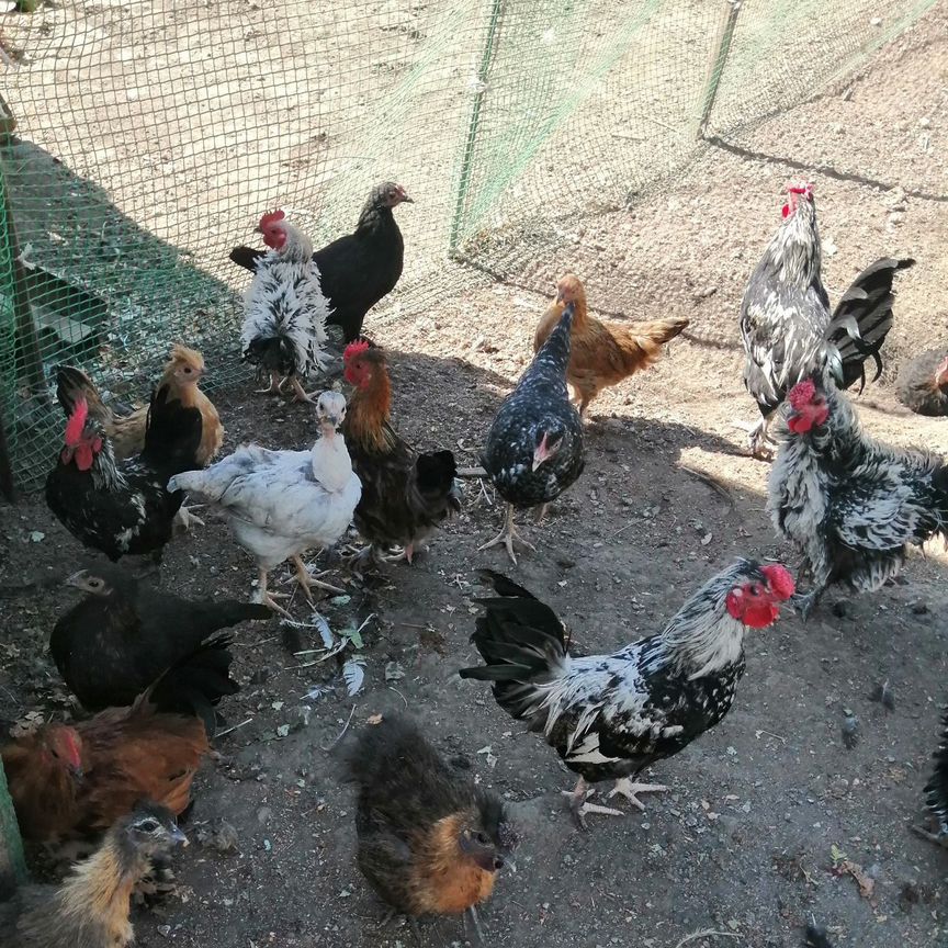 Карликовые куры(бентамки, кудрявые и тд)