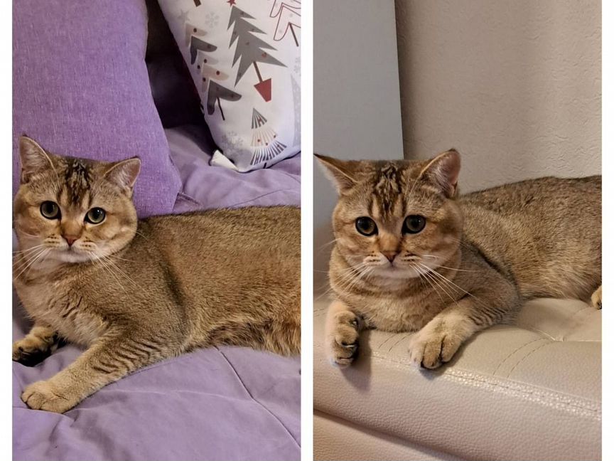 Продам котенка шотландская золотая шиншилла