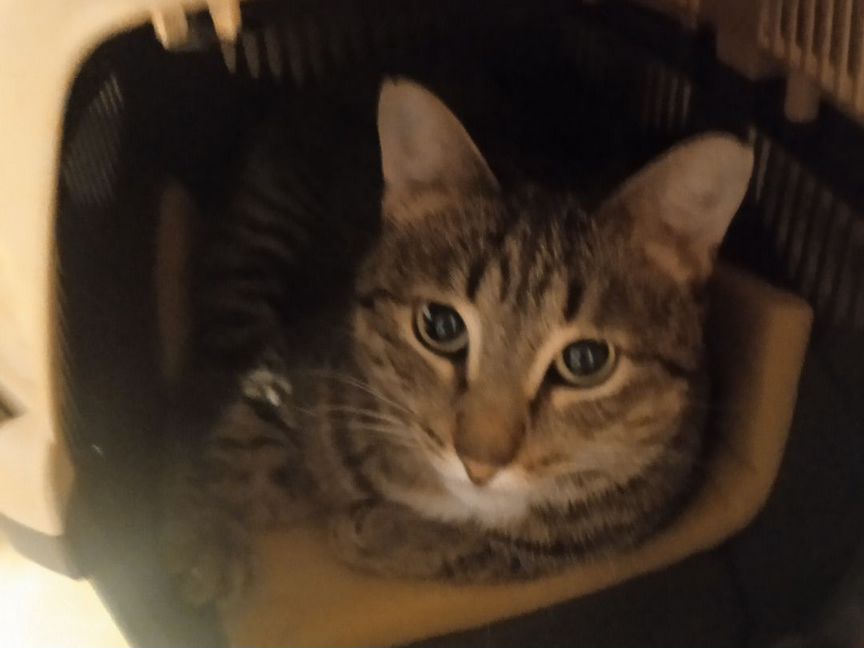 Кот Мурзик, ласковый отдадим в хорошие руки