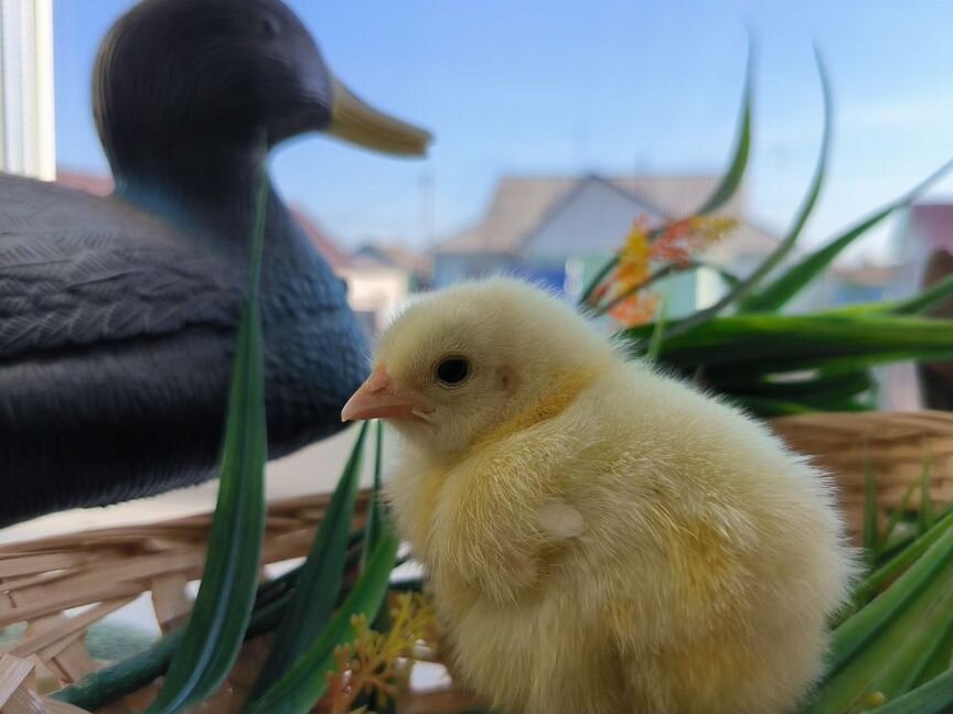 Бройлеры суточные Кобб 500