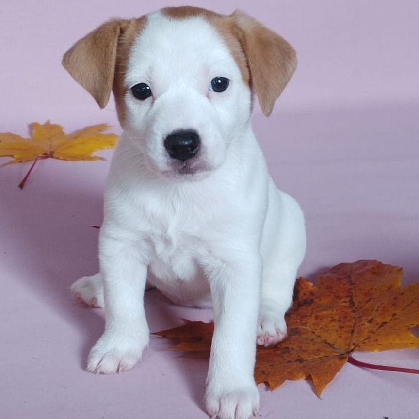 Джек-рассел-терьер, щенок