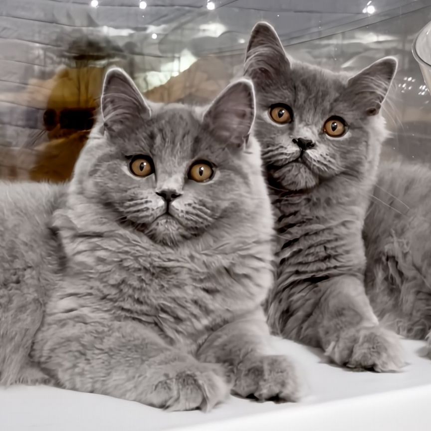 Британский длинношёрстный котёнок