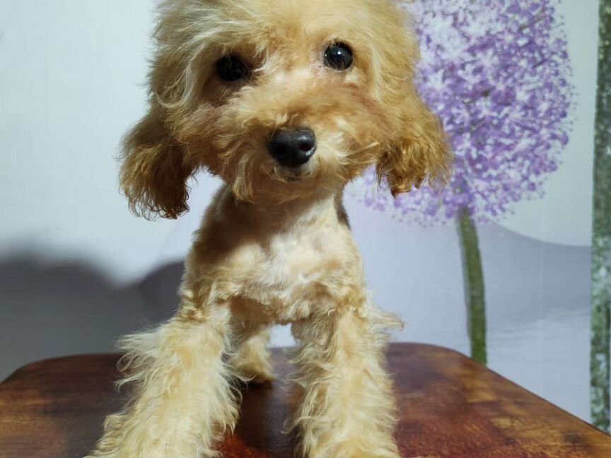 Рыжая Ариша