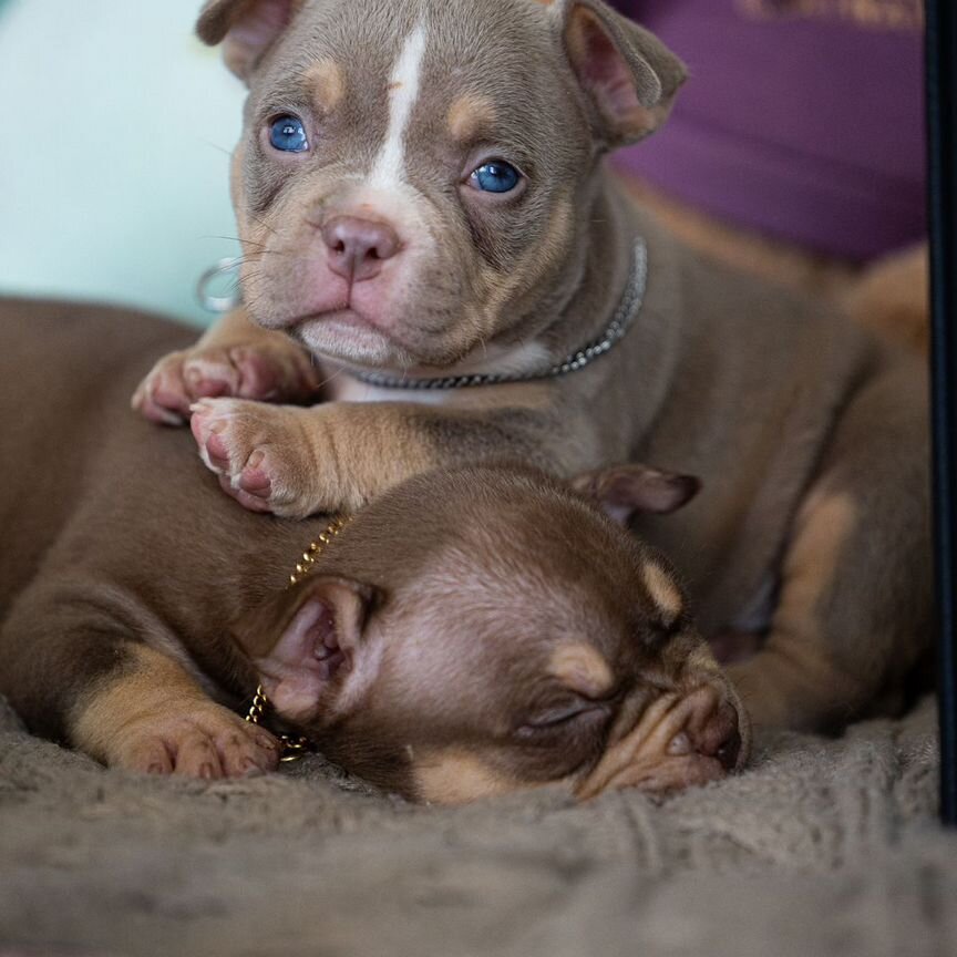 Щенок Американ Булли