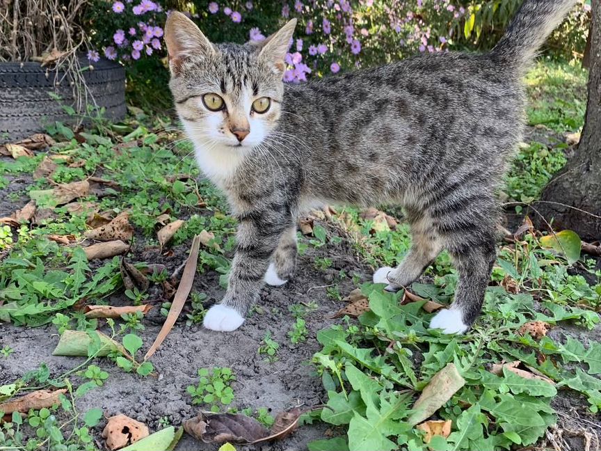 Котенок в добрые руки