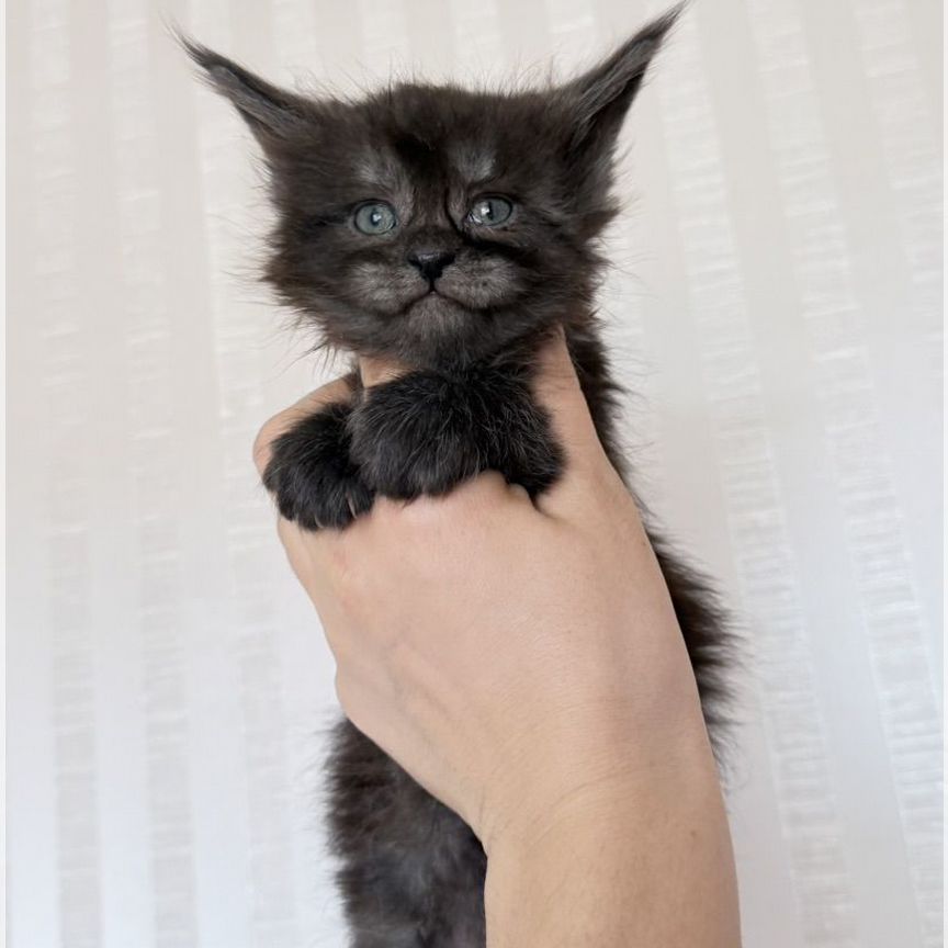 Мейн-кун котёнок
