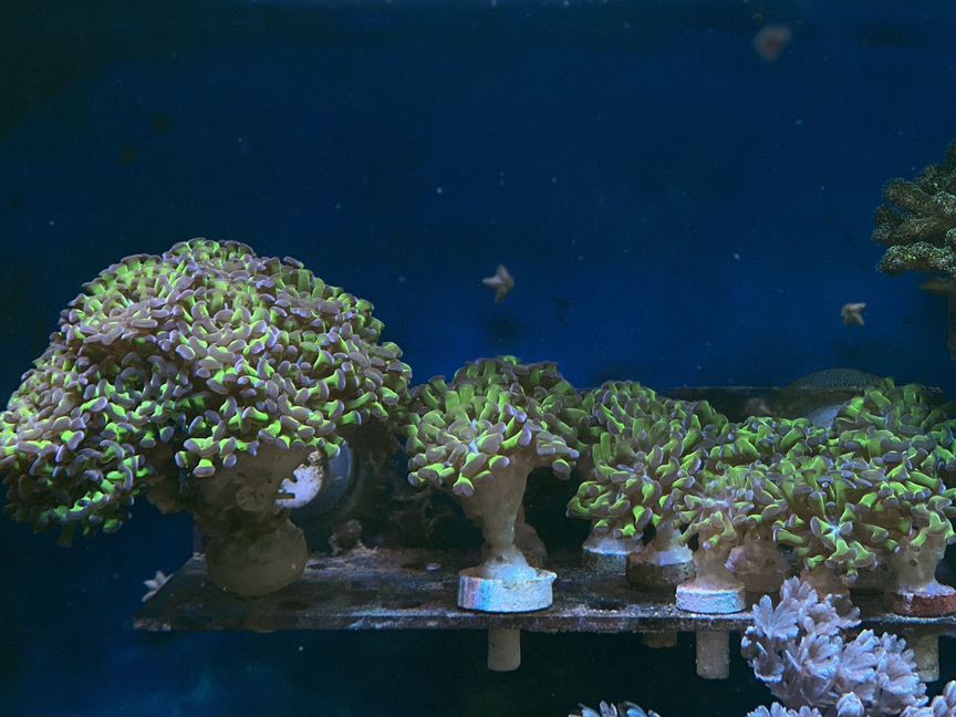 Морские кораллы Euphyllia /Эуфиллия