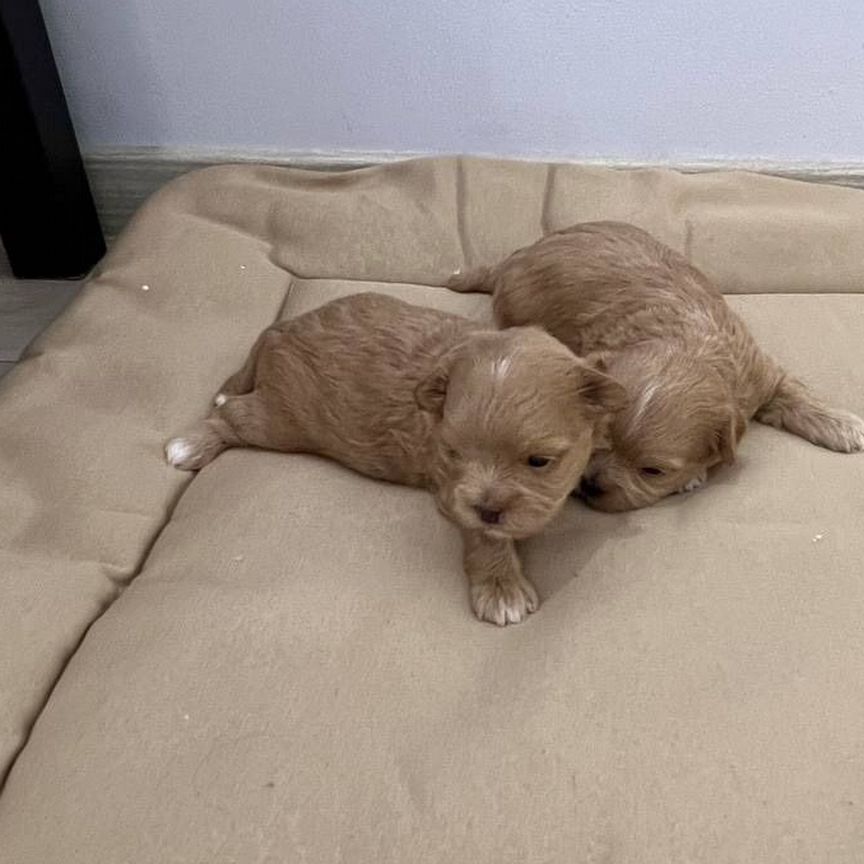 Мальтипу микро Корея premium maltipoo f1 Korea