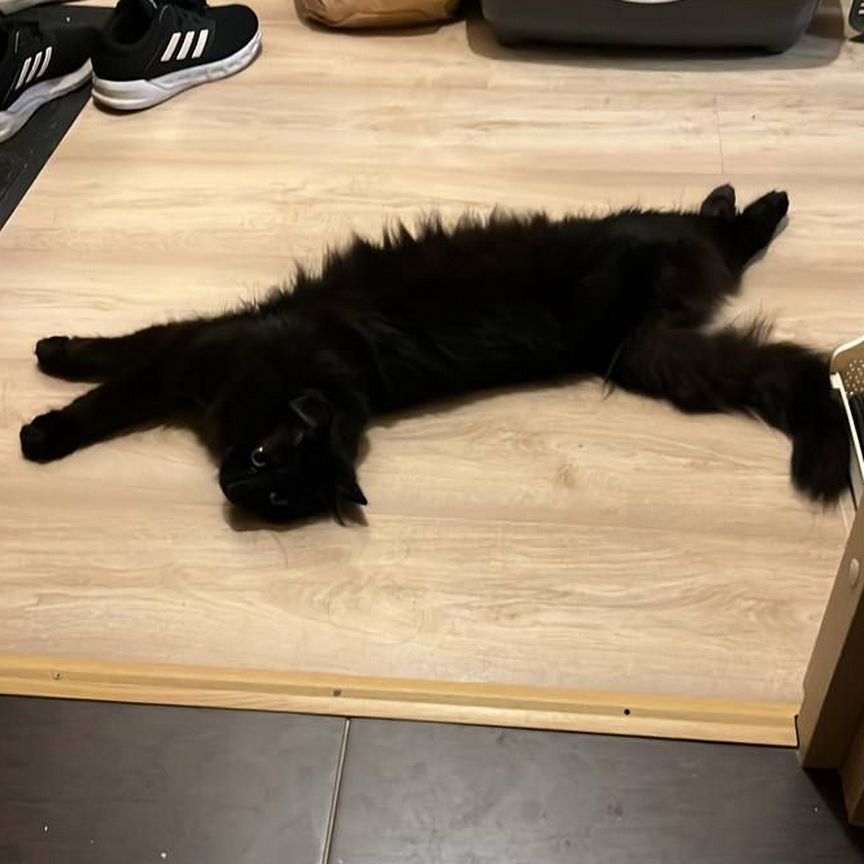 Мейн-кун, взрослый кот