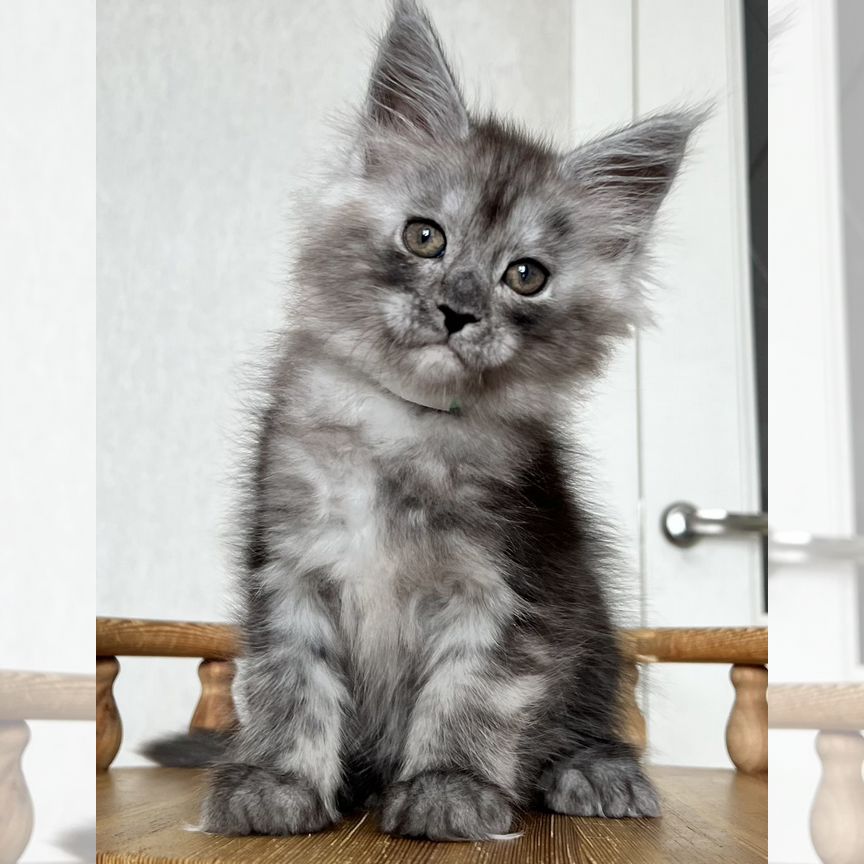 Мейн-кун котёнок