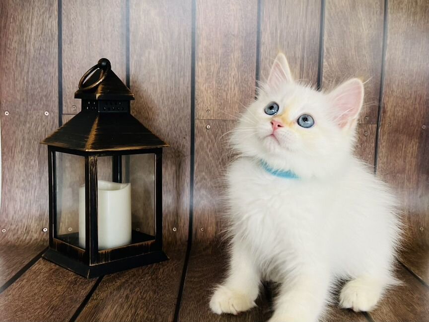 Невская маскарадная