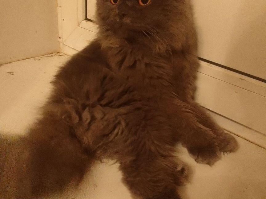 Отдаём котика