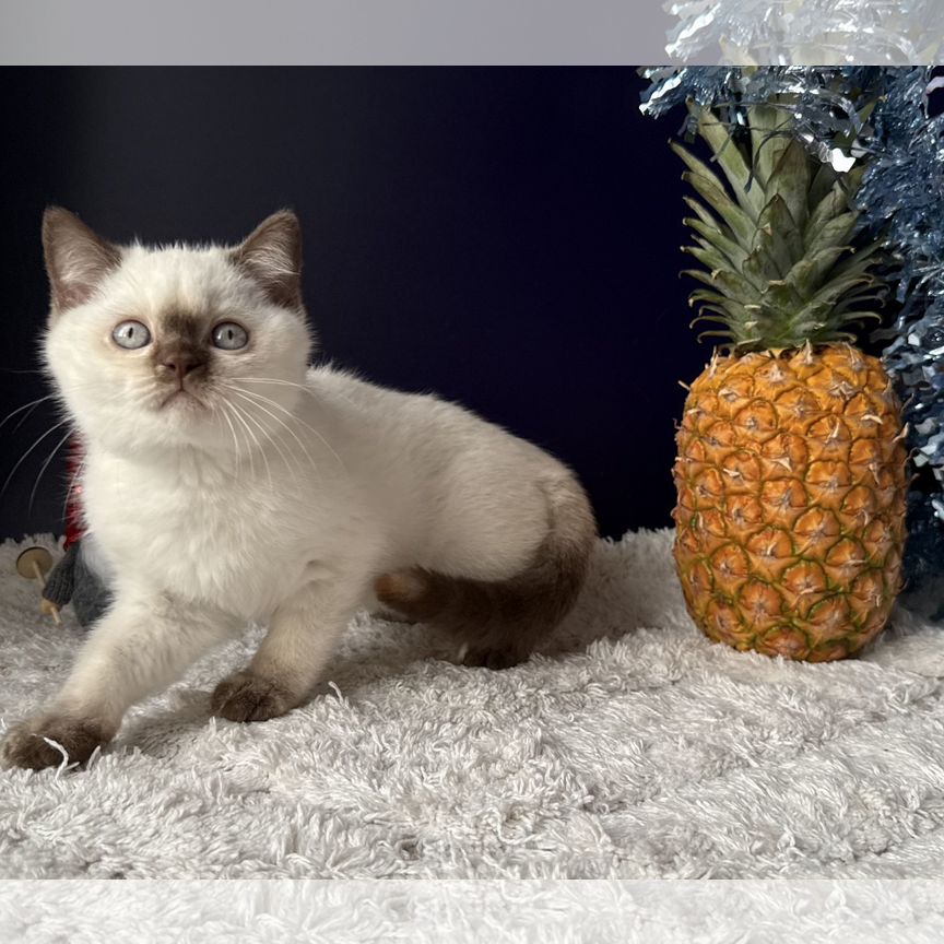 Британский короткошёрстный котёнок