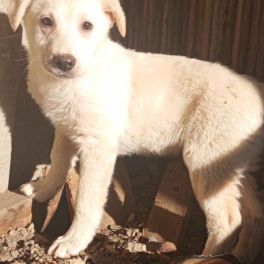 Снежок 3 месяца мальчик