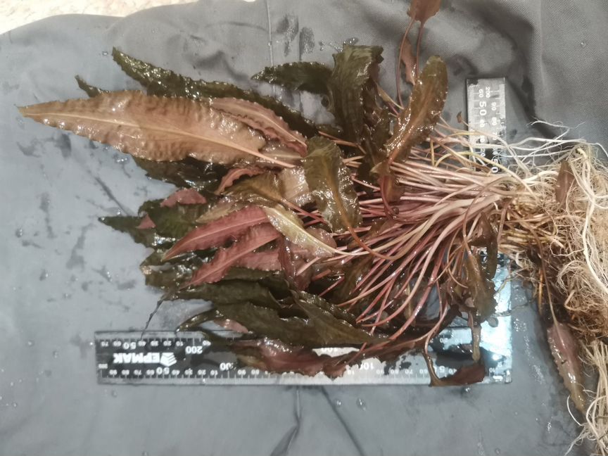 Криптокорина вендта