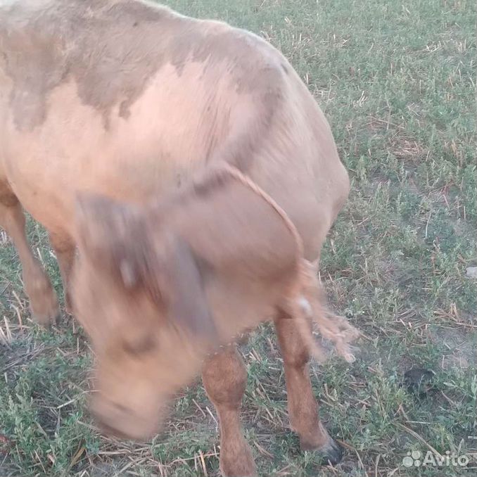 Телята бычки