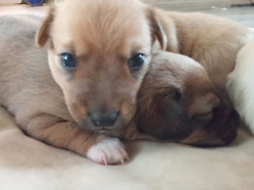 Щенки пинчера