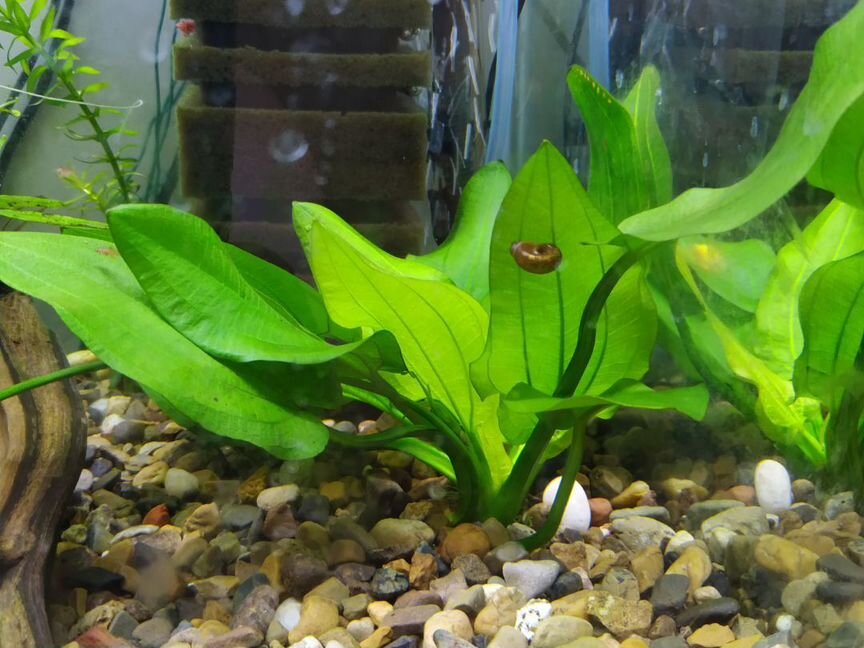 Эхинодорус горизонтальный