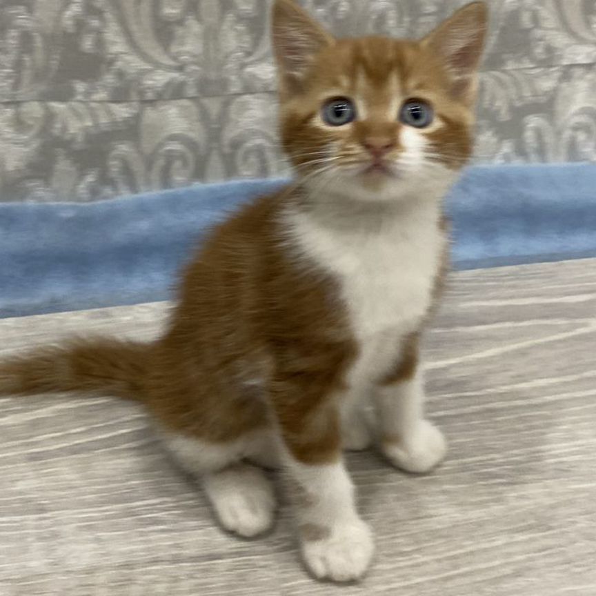 Котята в добрые руки мальчики:рыжий и серый