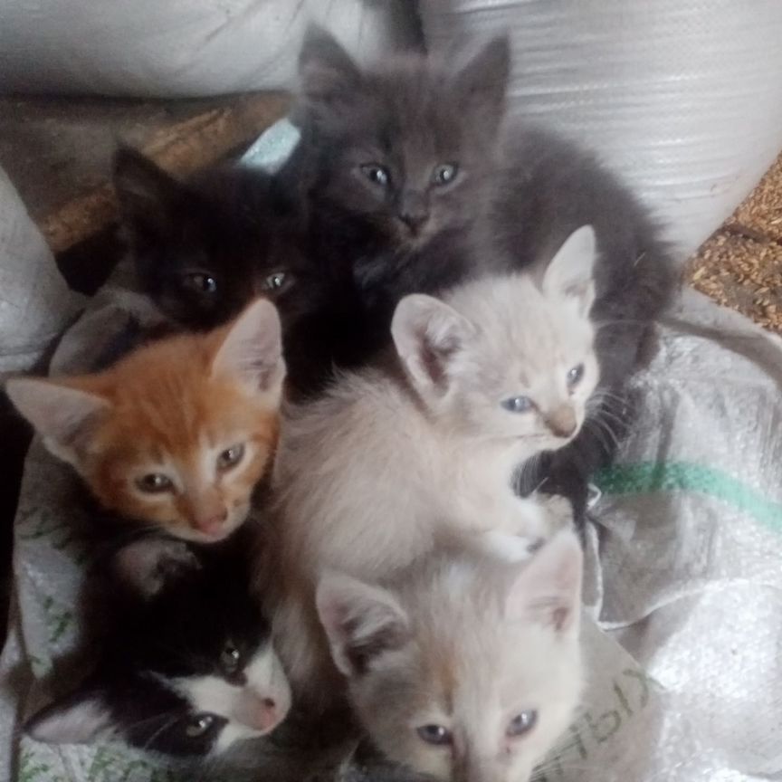 Кошки в добрые руки бесплатно
