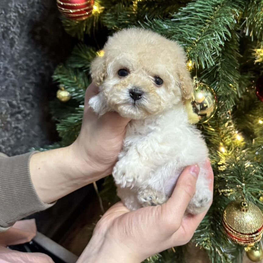 Мальтипу, щенок