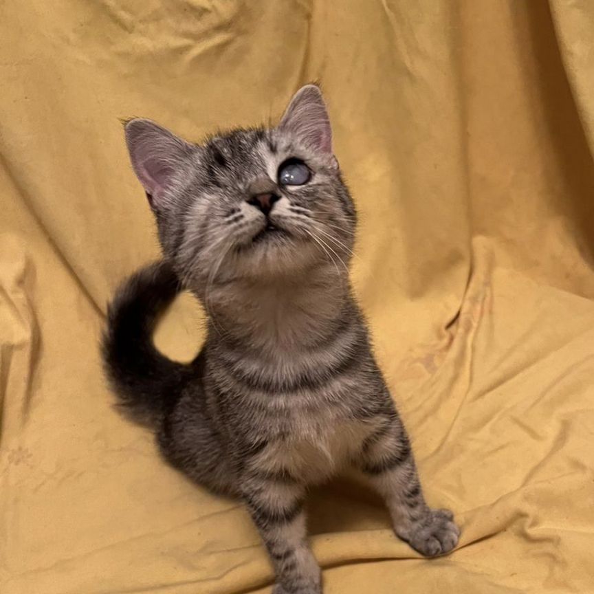 Котенок в добрые руки