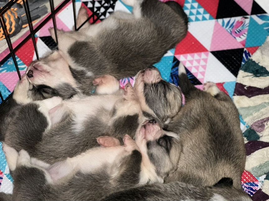 Вельш-корги пемброк