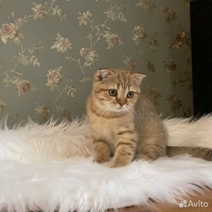 Вислоухий котёнок тигровый окрас мальчик