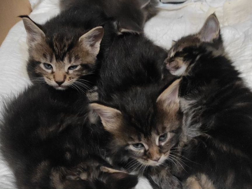 Кошки породистые