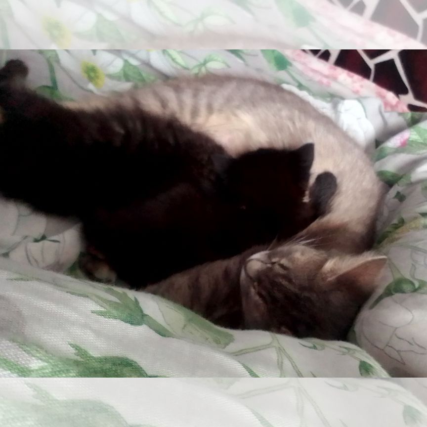 Котенок