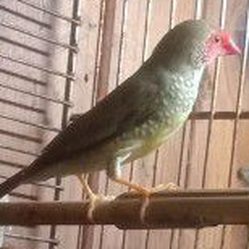 Тростниковый астрильд самец