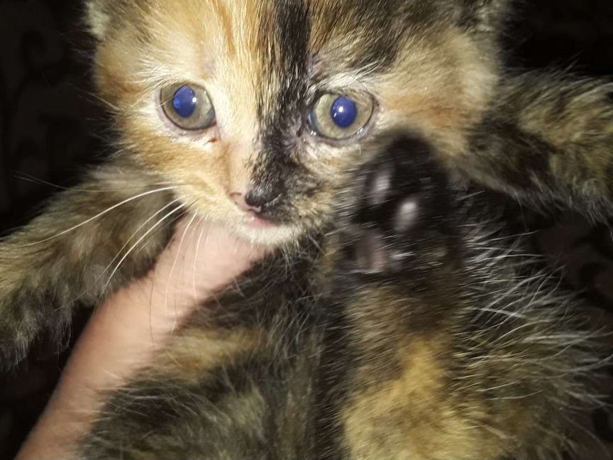 Кошка в дар бесплатно