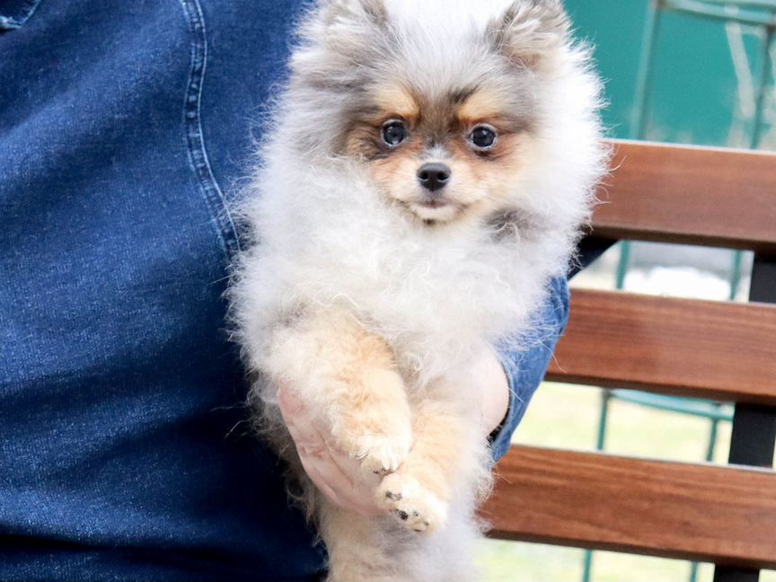 Марго. Красотка Пом.Шпицa мерле 5 мес