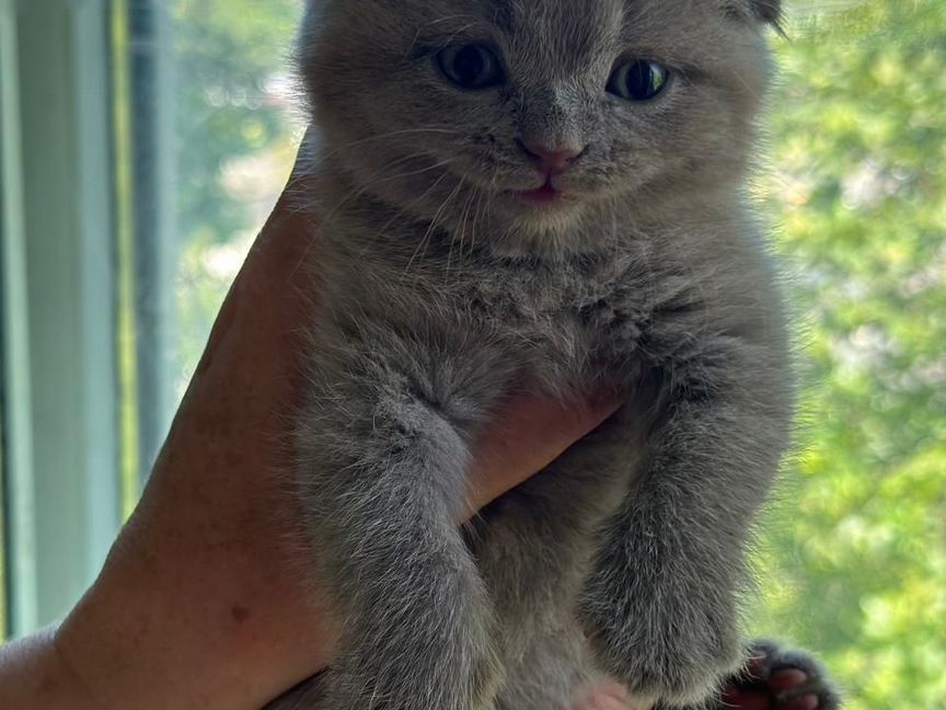 Шотландские котята лиловые