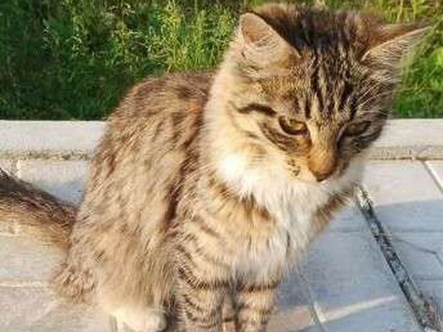 Молодые сибирские коты