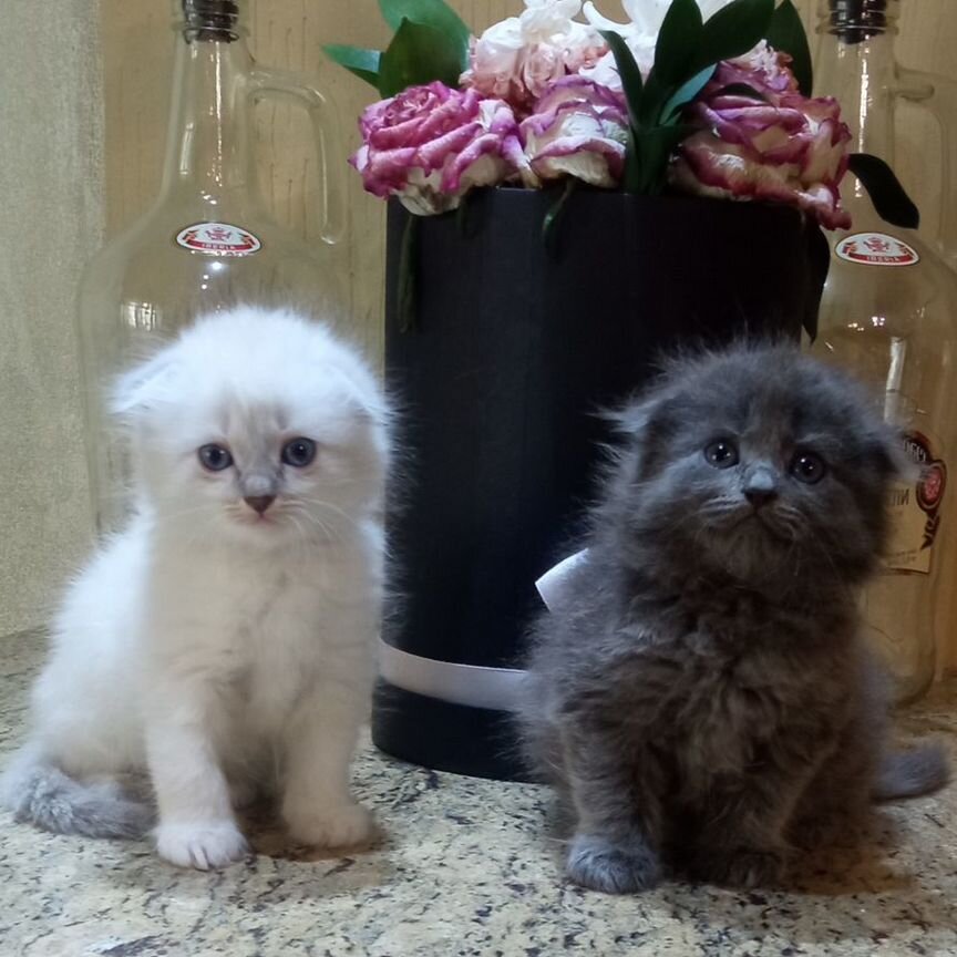 Шотландские котята